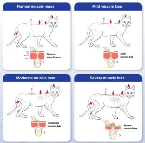 Pet Obesity Stats, Facts and Risks 2019 | DOGMOUNT