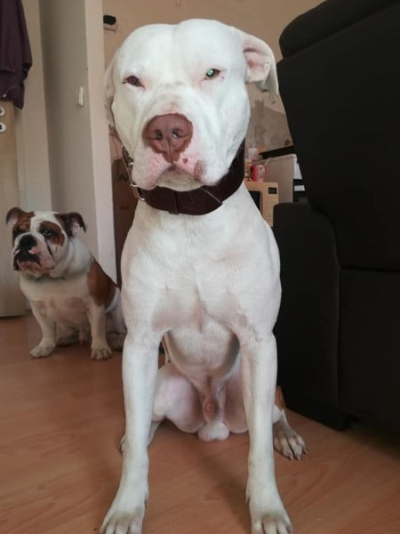 Thick Dog Collar For Large Dogs and Giant Breeds | DOGMOUNT